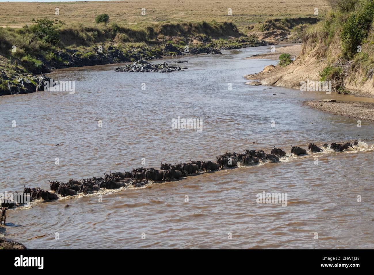 Kenya, Masai Mara National Reserve, National Park, Wildebeest group ...