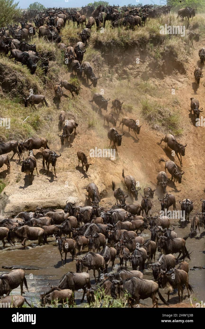Kenya, Masai Mara National Reserve, National Park, Wildebeest group ...