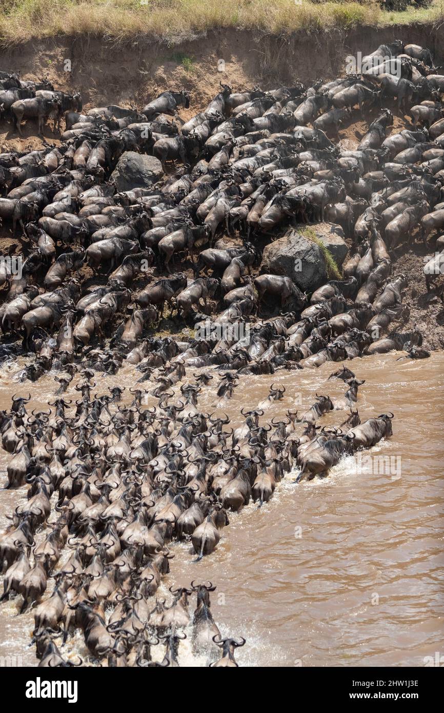 Kenya, Masai Mara National Reserve, National Park, Wildebeest group ...