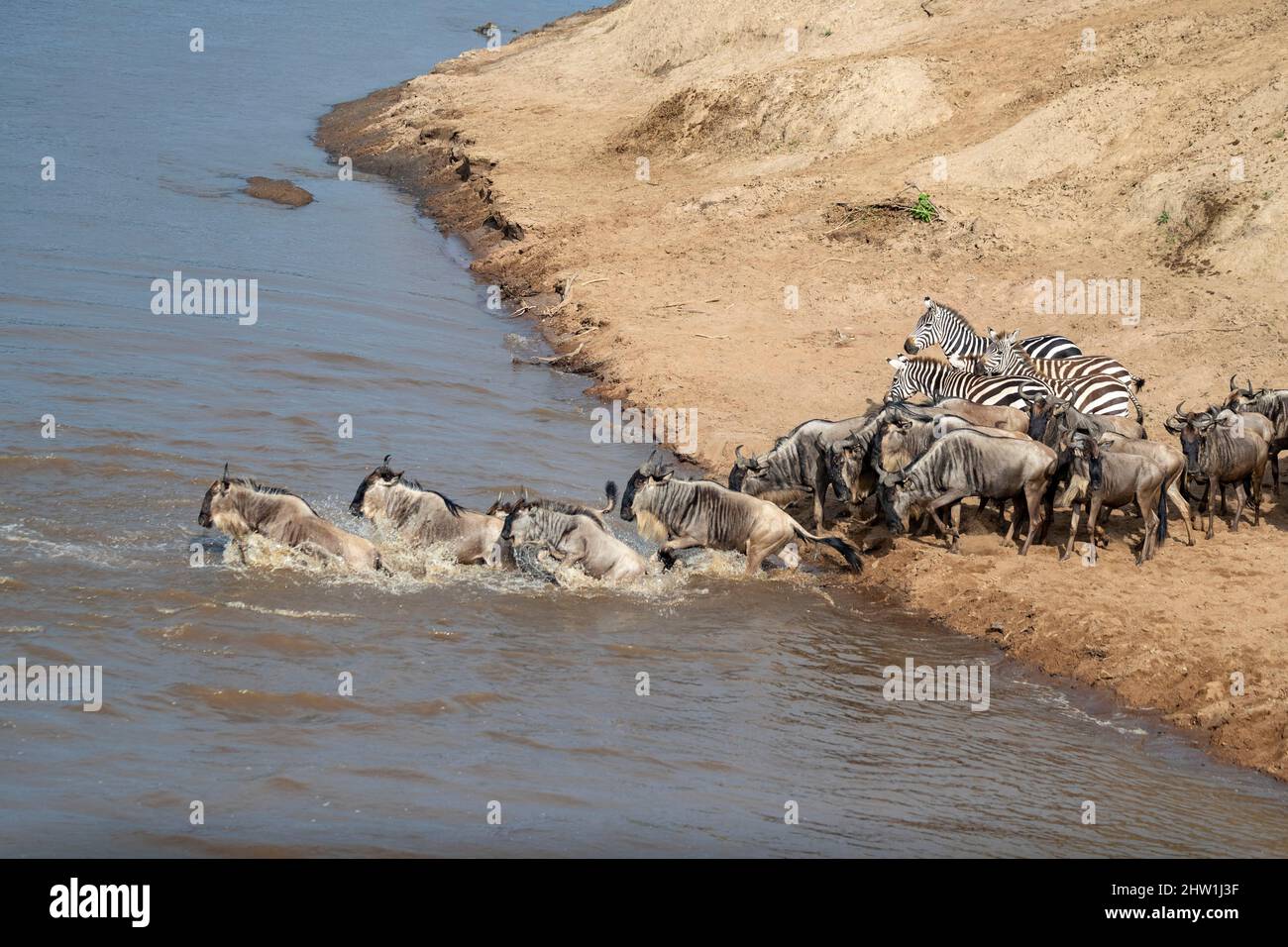 Kenya, Masai Mara National Reserve, National Park, Wildebeest group ...