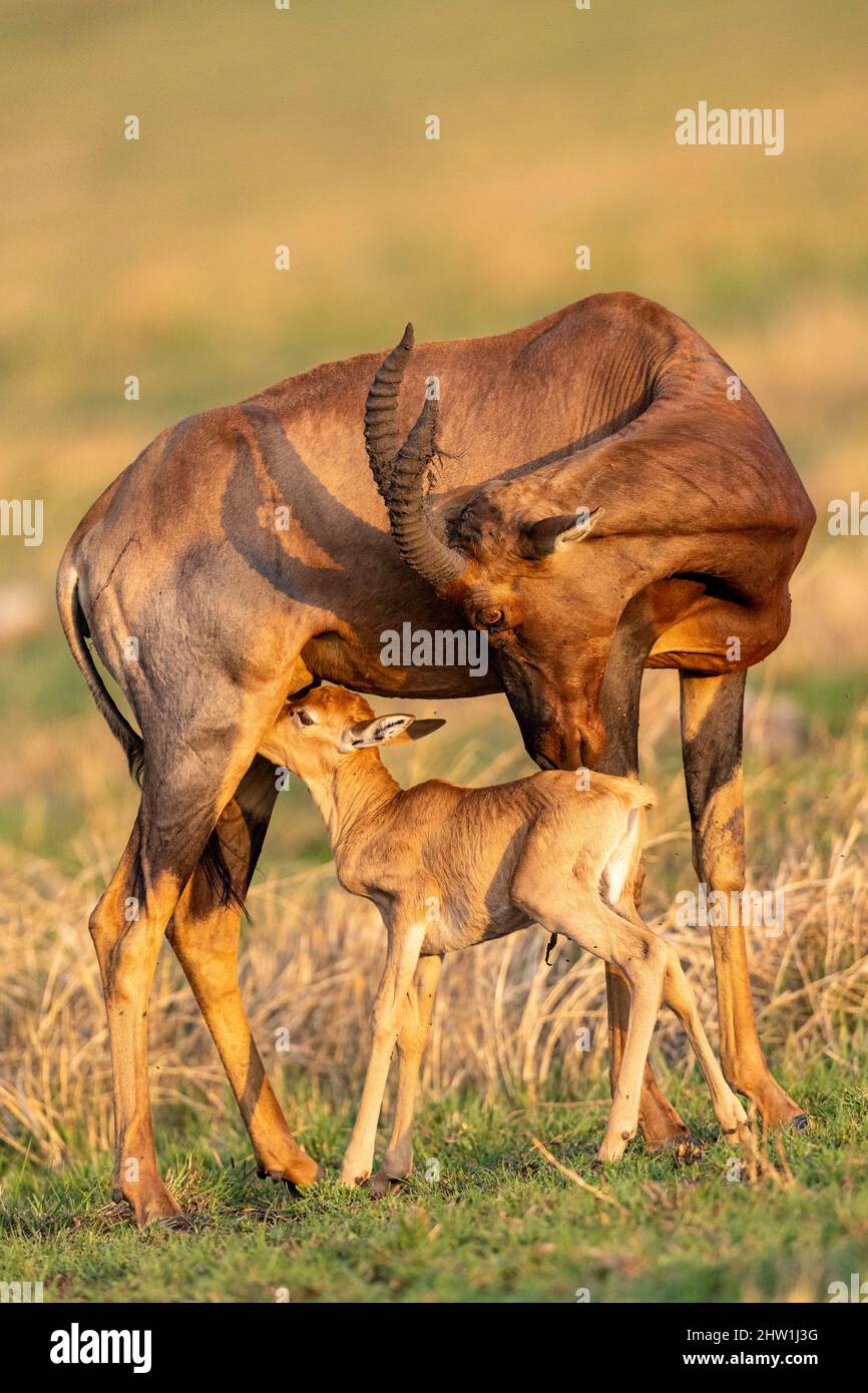 Kenya, Masai Mara National Reserve, National Park, Topi (Damaliscus ...