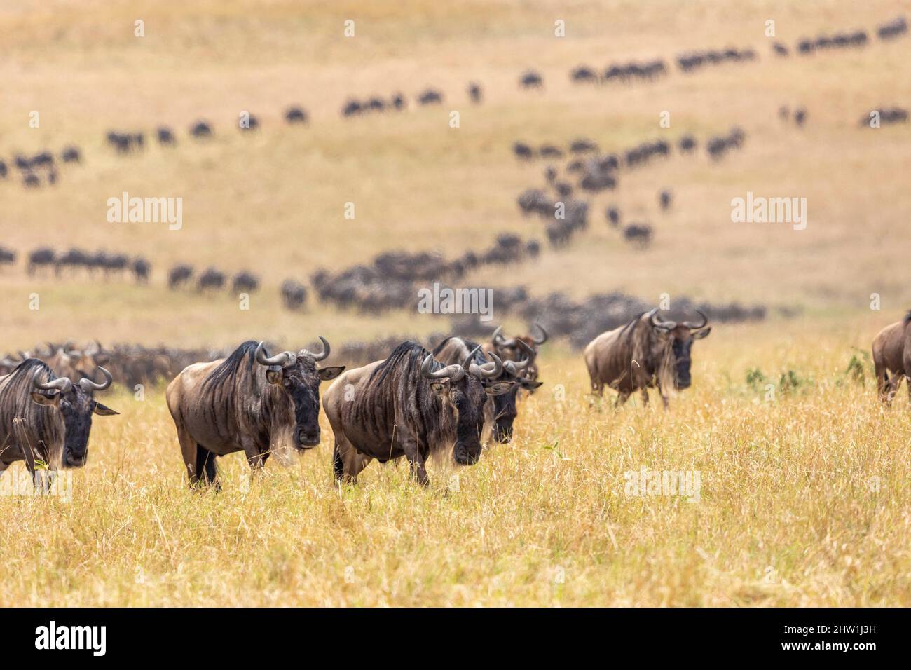 Kenya, Masai Mara National Reserve, National Park, Wildebeest group in ...