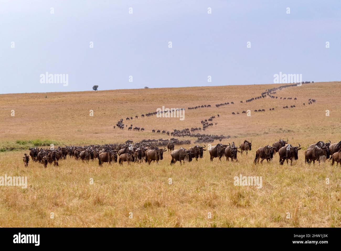 Kenya, Masai Mara National Reserve, National Park, Wildebeest group in ...