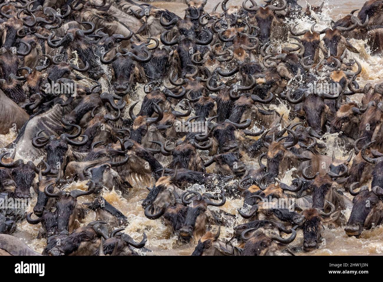 Kenya, Masai Mara National Reserve, National Park, Wildebeest group ...