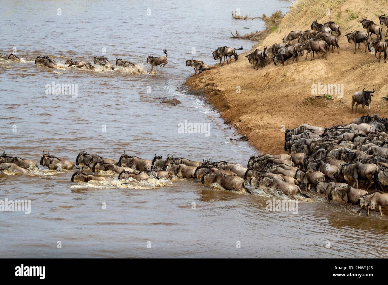Kenya, Masai Mara National Reserve, National Park, Wildebeest group ...