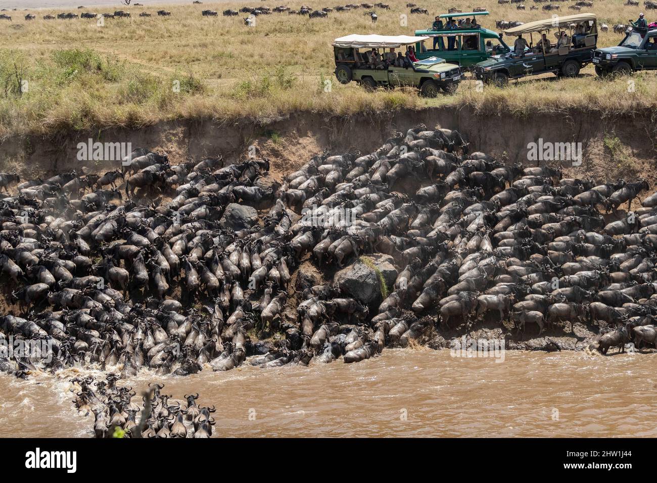 Kenya, Masai Mara National Reserve, National Park, Wildebeest group ...