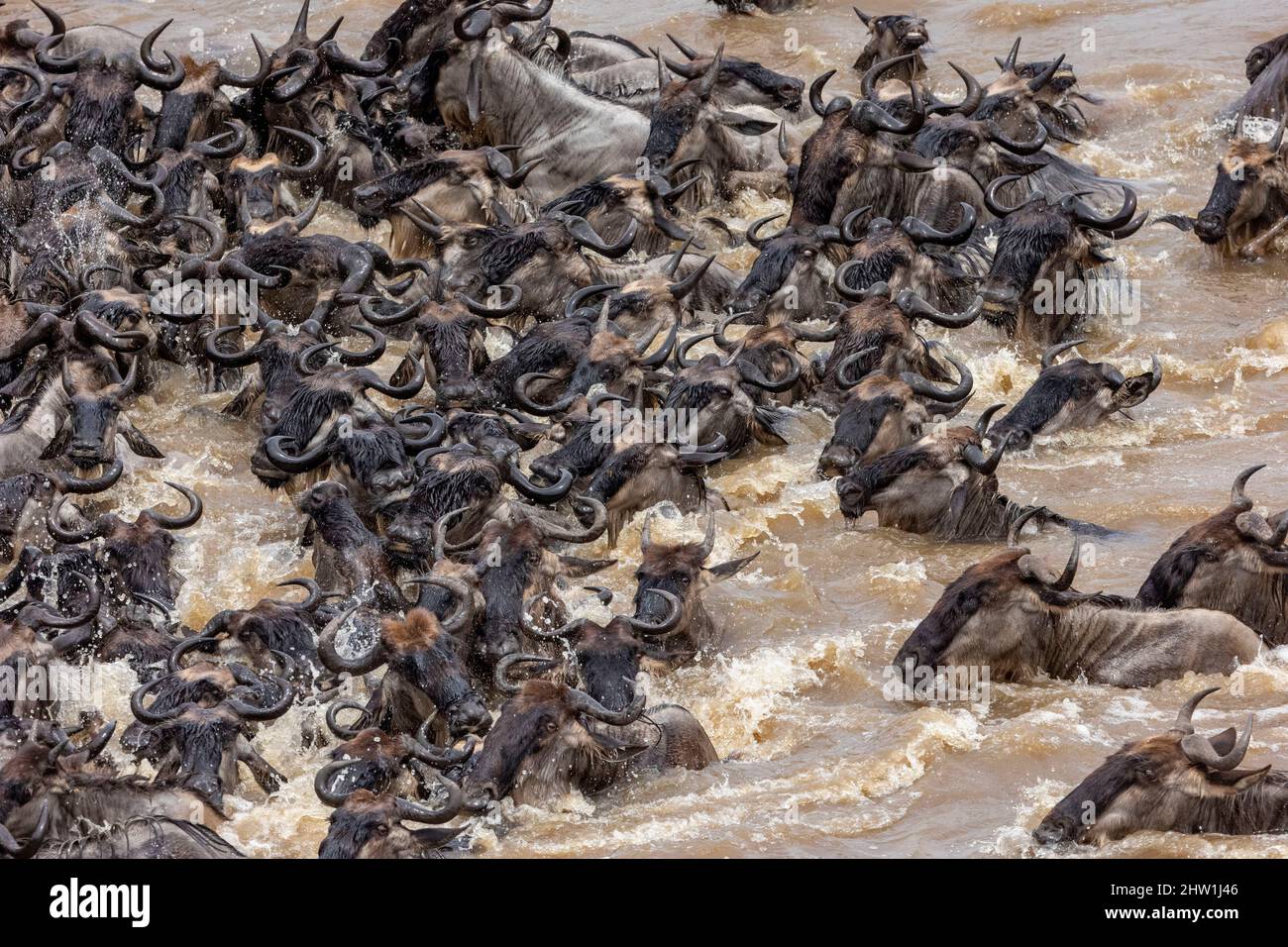 Kenya, Masai Mara National Reserve, National Park, Wildebeest group ...