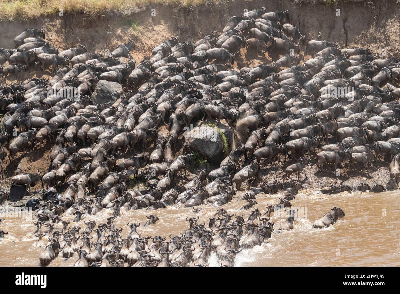 Kenya, Masai Mara National Reserve, National Park, Wildebeest group ...