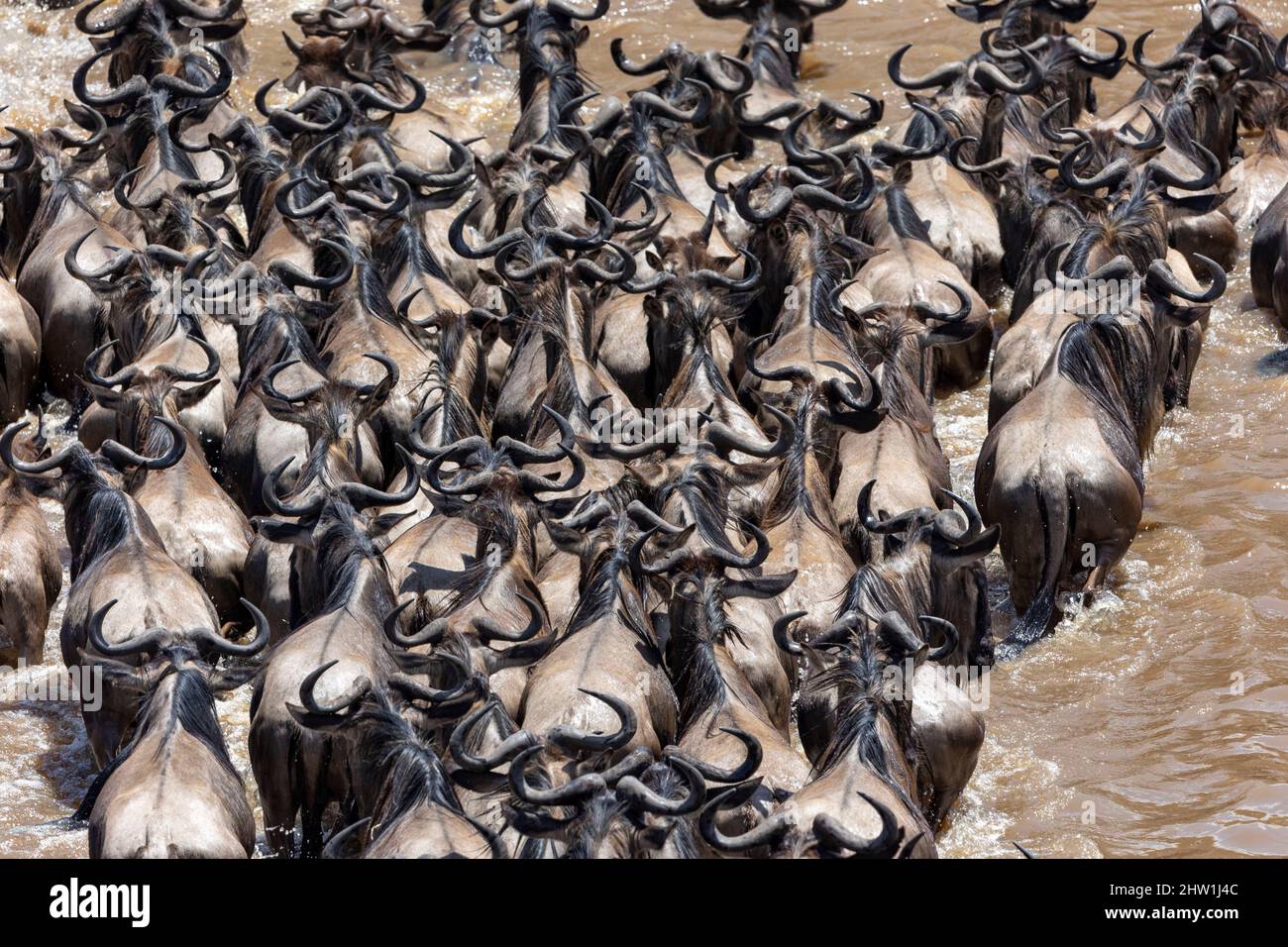 Kenya, Masai Mara National Reserve, National Park, Wildebeest group ...