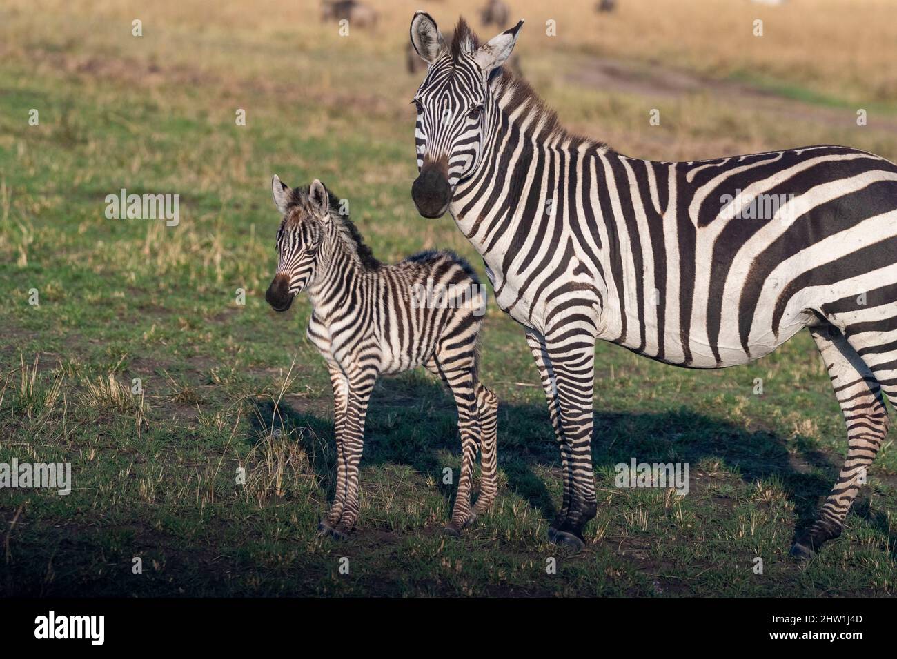 Baby zebra walking hi-res stock photography and images - Alamy