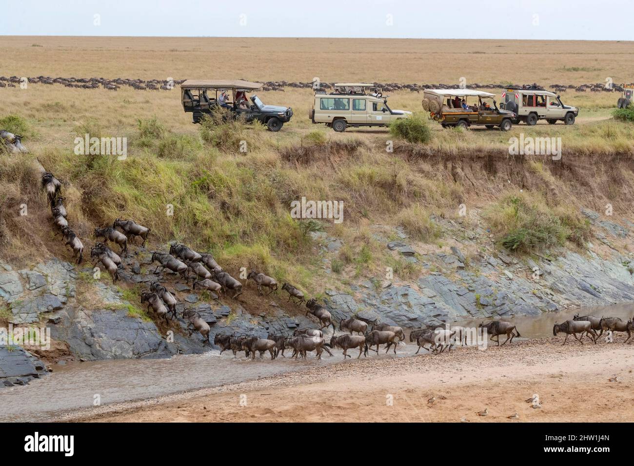 Kenya, Masai Mara National Reserve, National Park, Wildebeest group ...