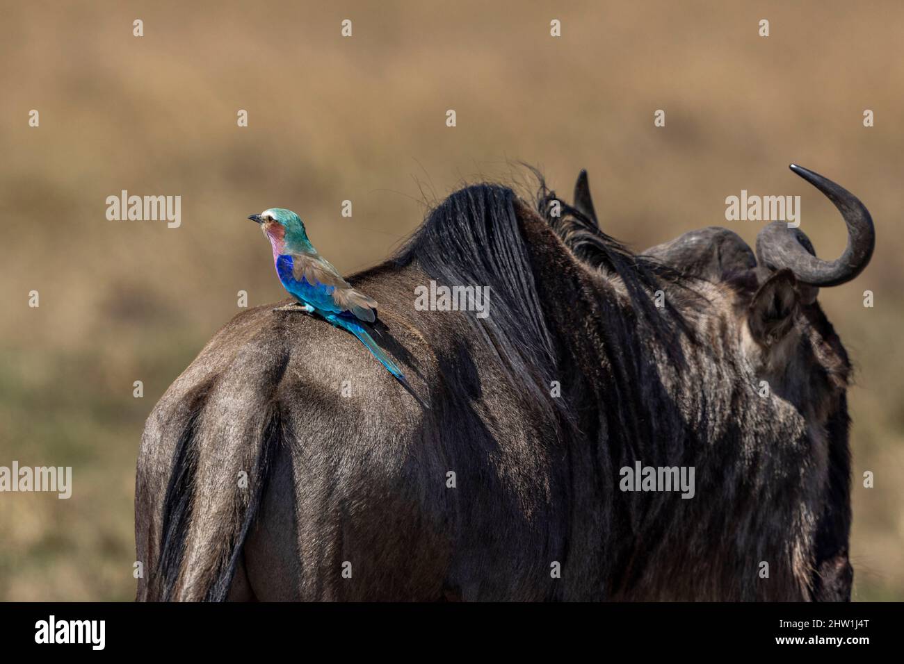 Kenya, Masai Mara National Reserve, National Park, Wildebeest and Lilac ...