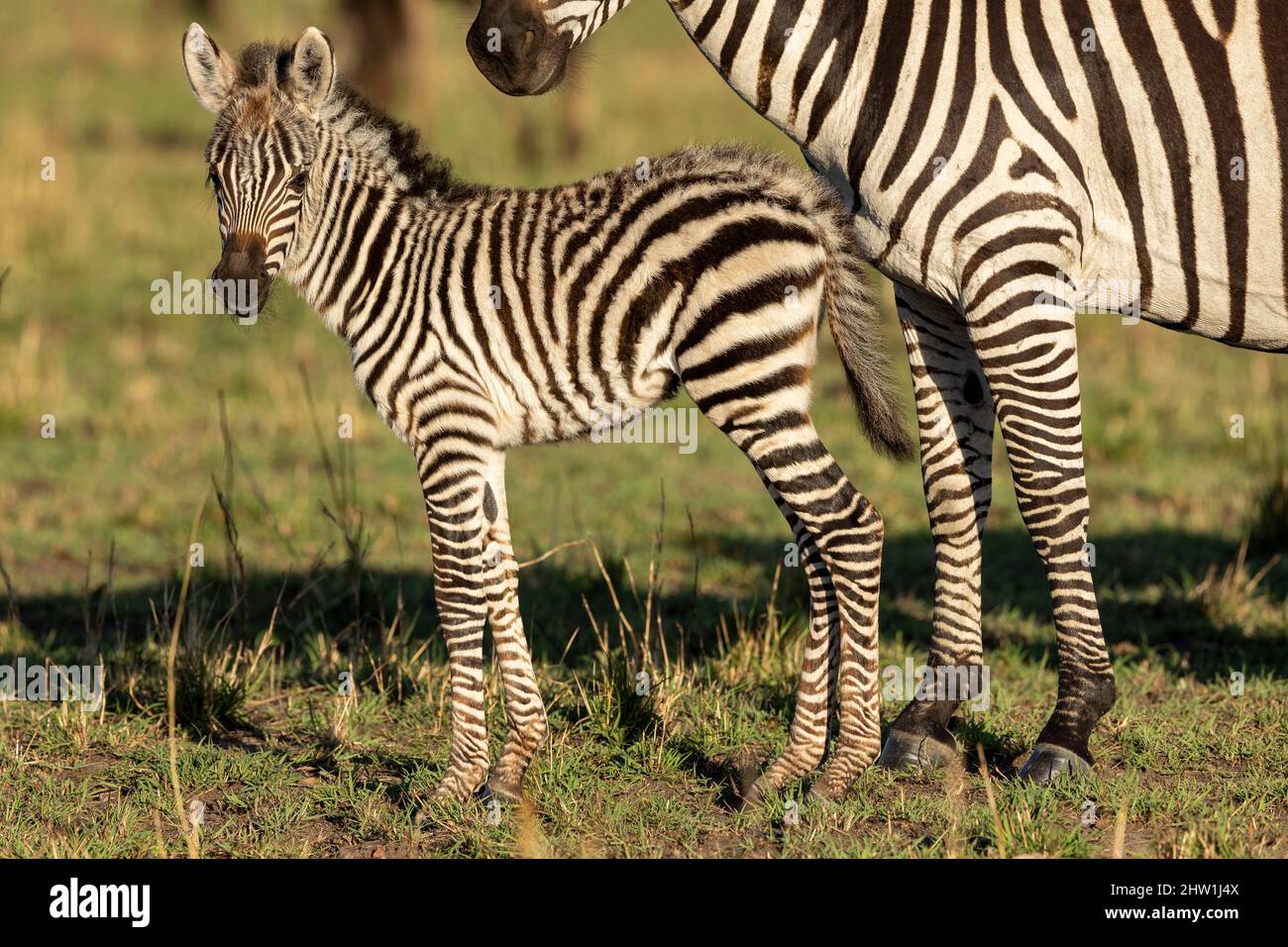 Baby zebra walking hi-res stock photography and images - Alamy
