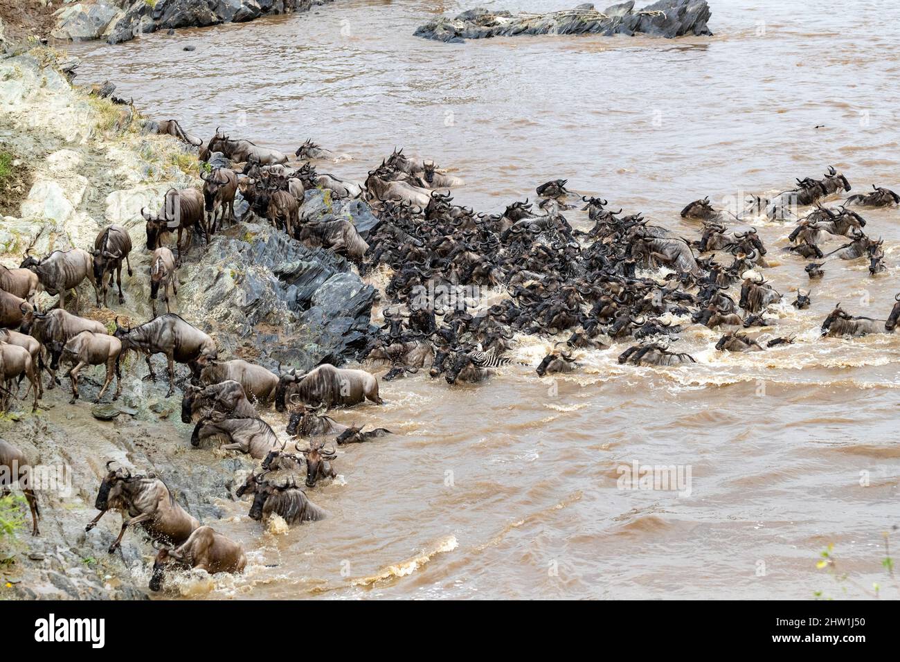 Kenya, Masai Mara National Reserve, National Park, Wildebeest group ...
