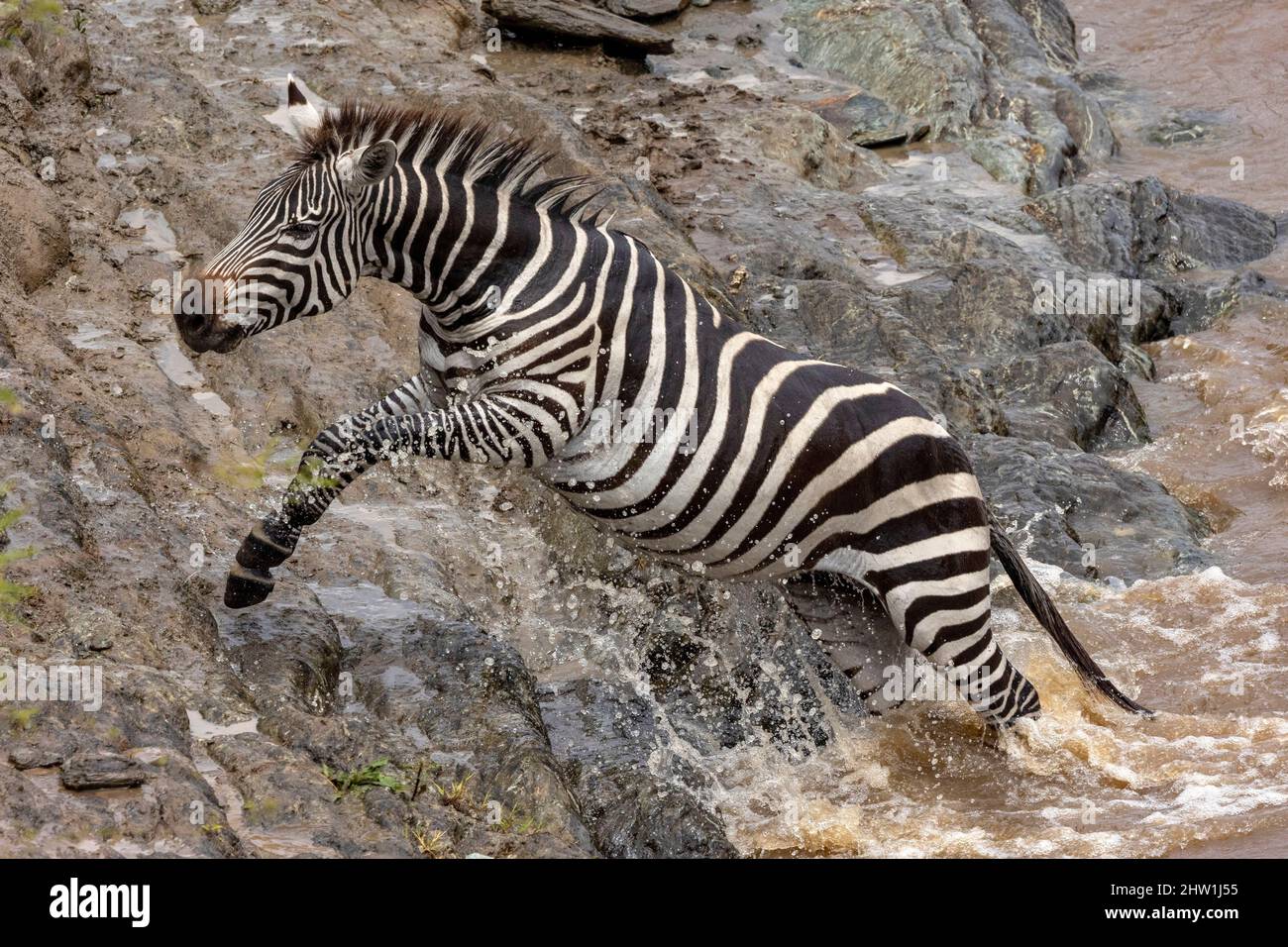 Kenya, Masai Mara National Reserve, National Park, zebras, group ...
