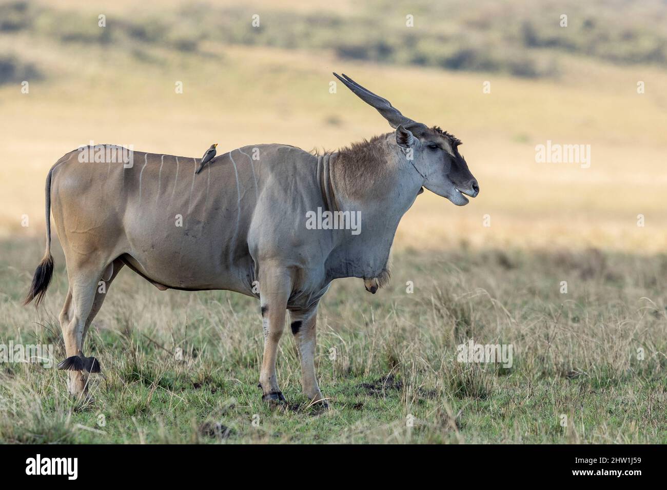 Kenya, Masai Mara National Reserve, National park, Common eland ...