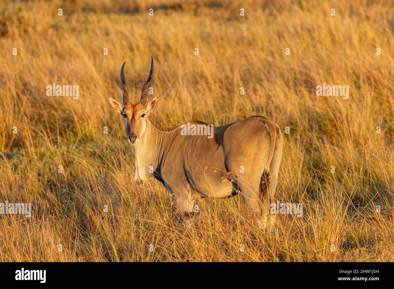 Kenya, Masai Mara National Reserve, National park, Common eland ...