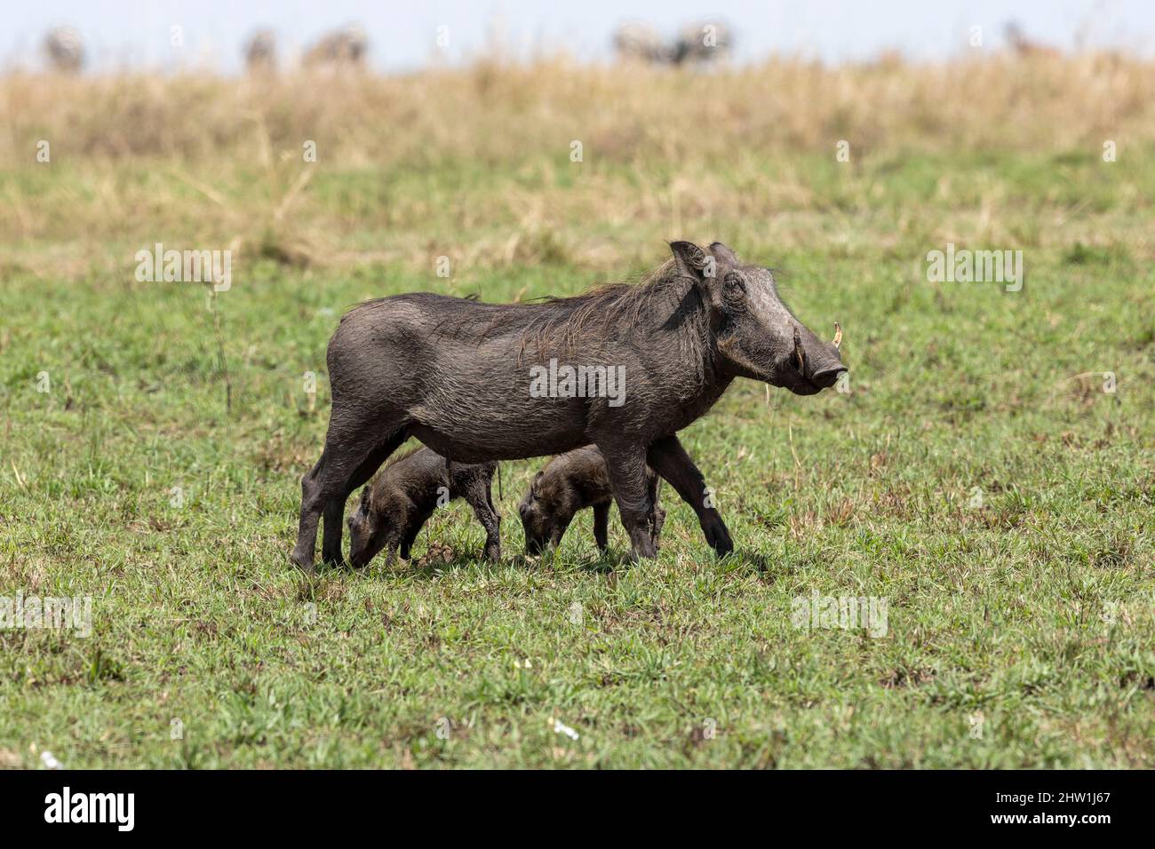 Warthog in masai mara kenya hi-res stock photography and images - Alamy