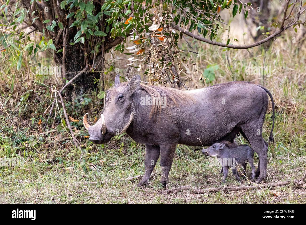 Kenya, Masai Mara National Reserve, National Park, Warthog ...