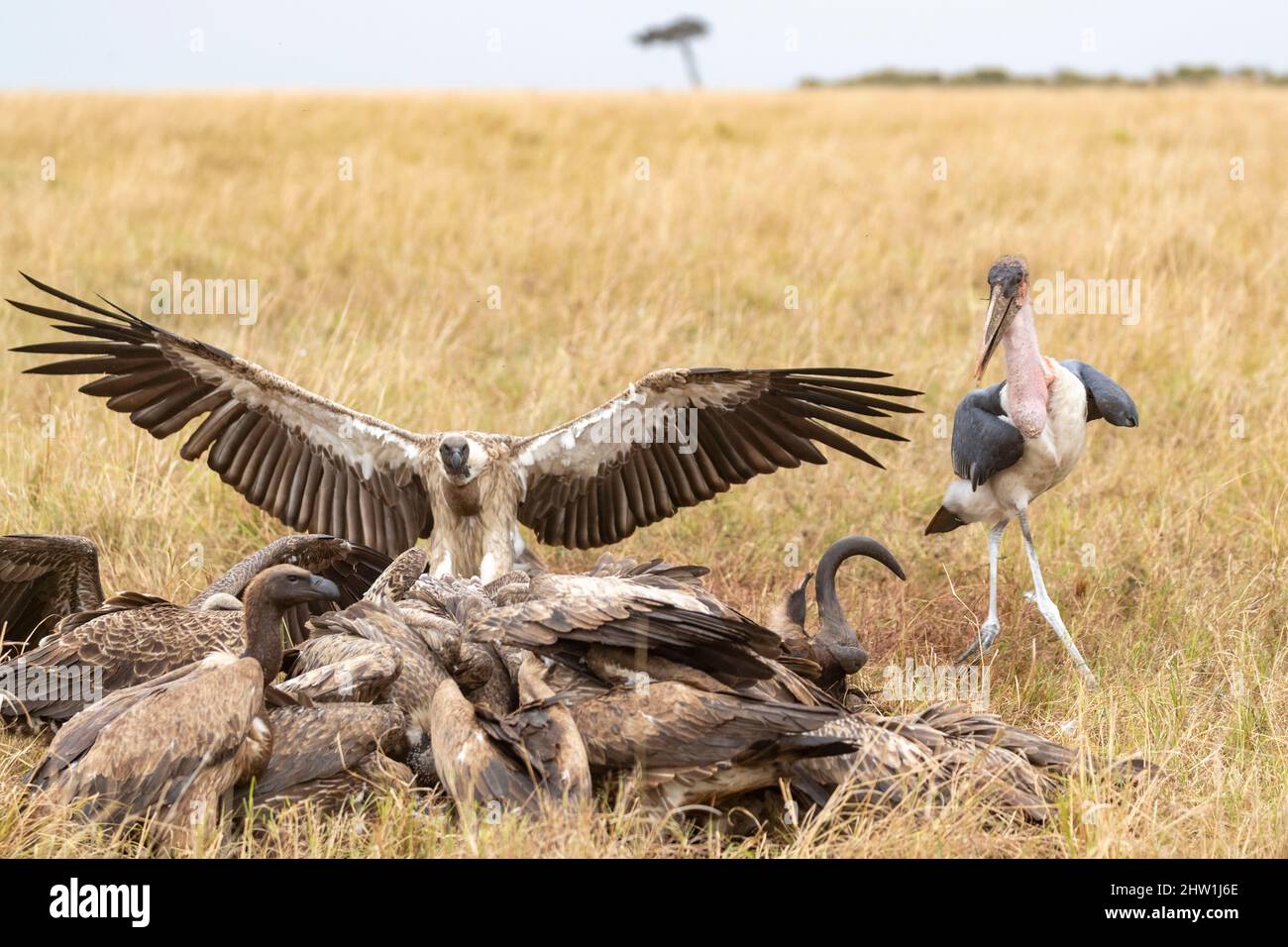 Marabout stork hi-res stock photography and images - Alamy