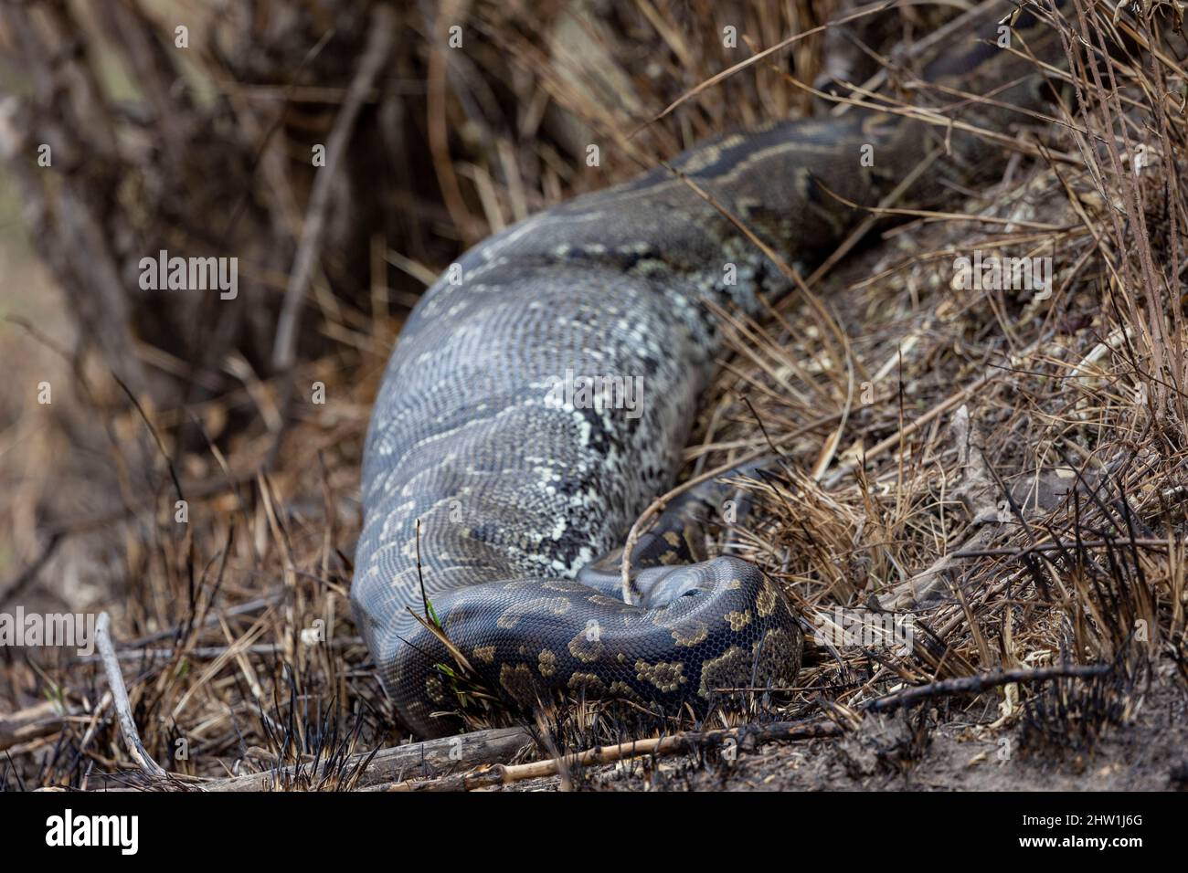 Kenya, Masai Mara National Reserve, National Park, Seba's Python ...