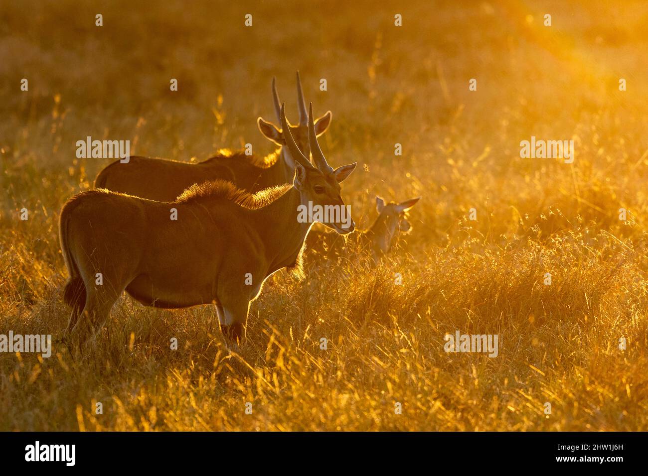 Kenya, Masai Mara National Reserve, National park, Common eland ...