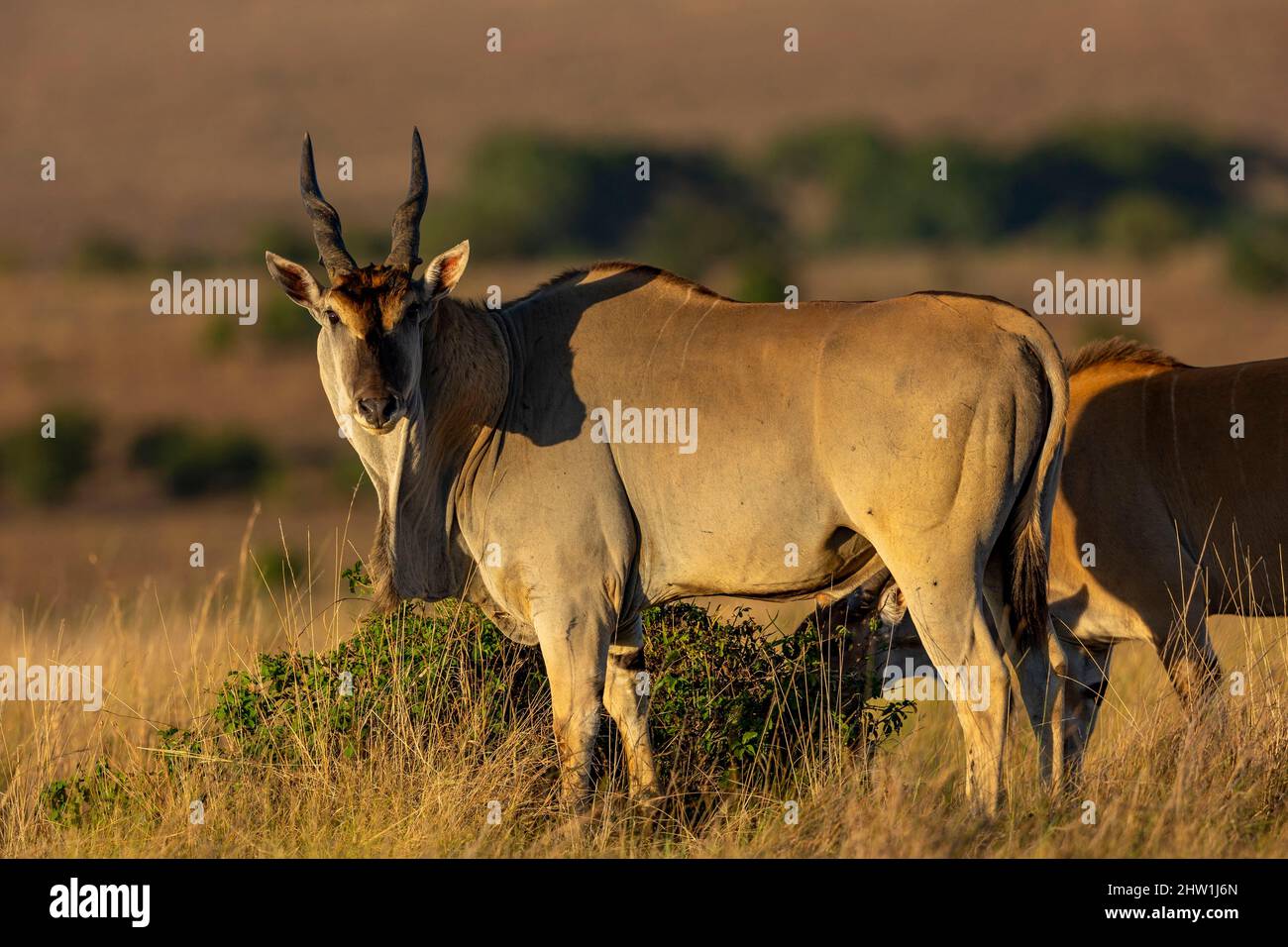 Kenya, Masai Mara National Reserve, National park, Common eland ...
