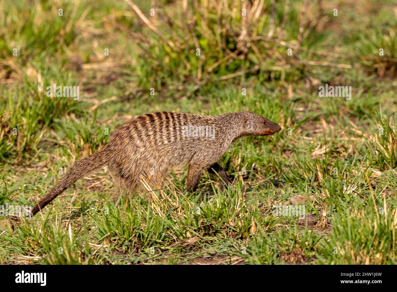 Kenya, Masai Mara National Reserve, National Park,Banded Mongoose ...