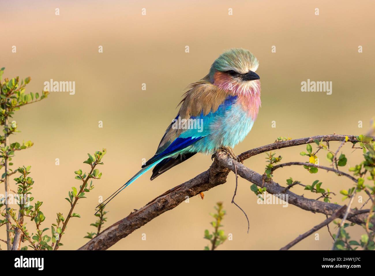 Kenya, Masai Mara National Reserve, National Park, Long-tailed Roller ...