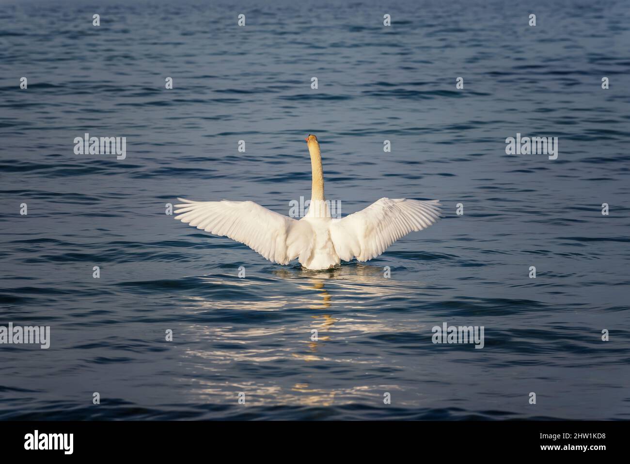 Graceful white Swan swimming in the see and flaps its wings on the ...