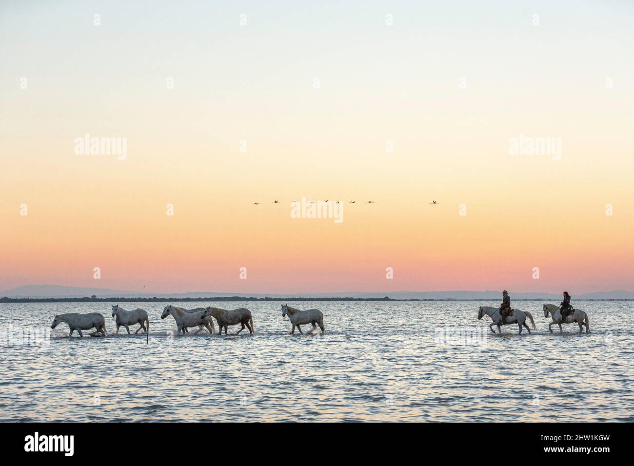 France, Bouches-du-Rhone, Provence-Alpes-C?te-d'Azur, Saintes Maries de ...