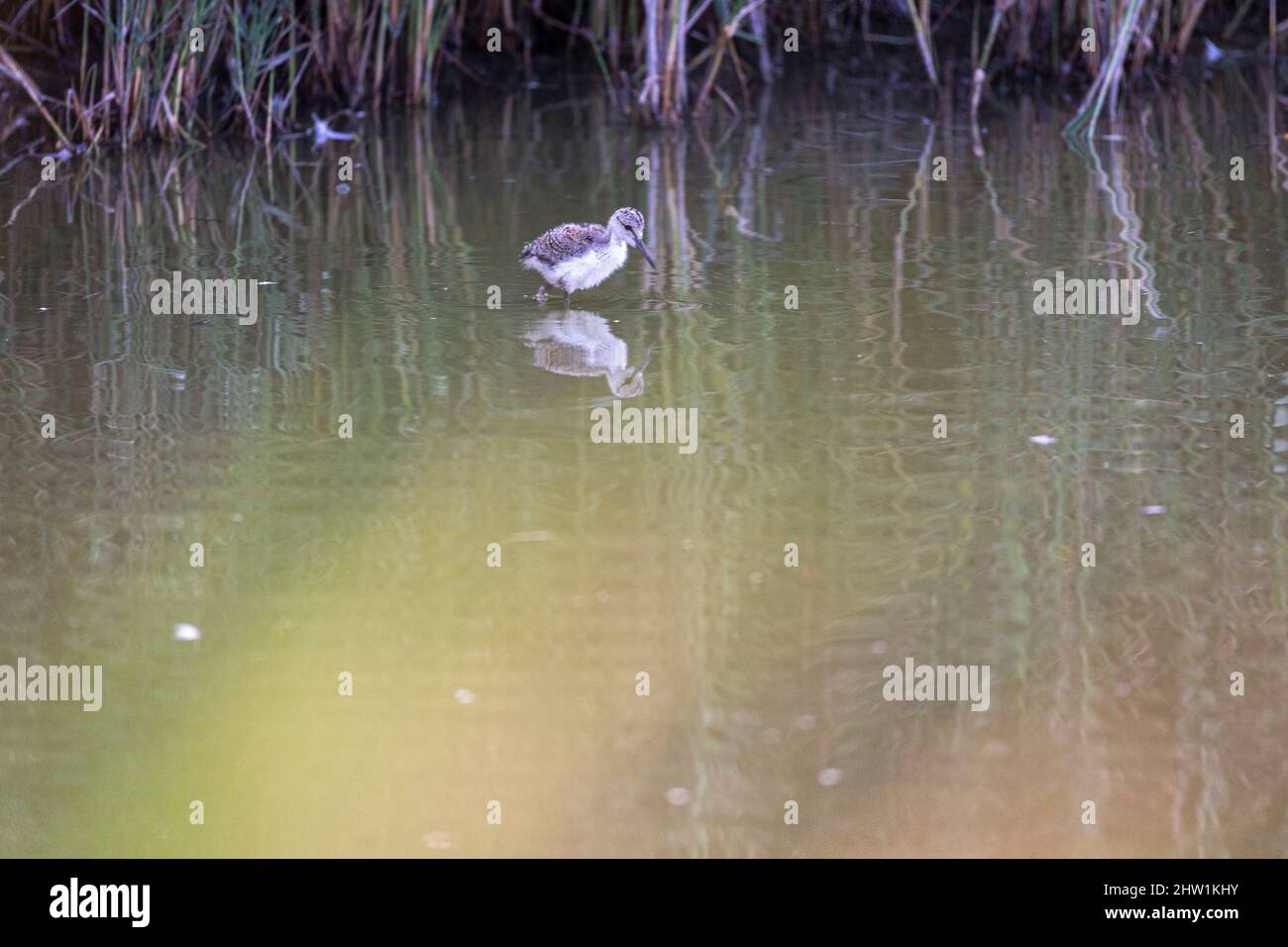 France, Bouches-du-Rhone, Provence-Alpes-C?te-d'Azur, Saintes Maries de ...