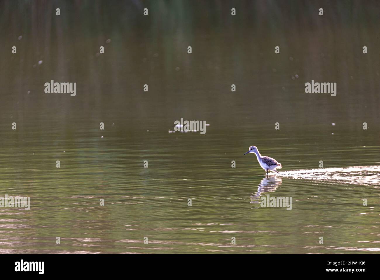 France, Bouches-du-Rhone, Provence-Alpes-C?te-d'Azur, Saintes Maries de ...