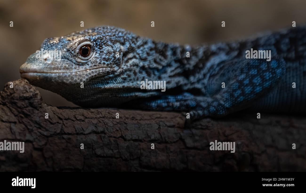Blue spotted monitor lizard hi-res stock photography and images - Alamy