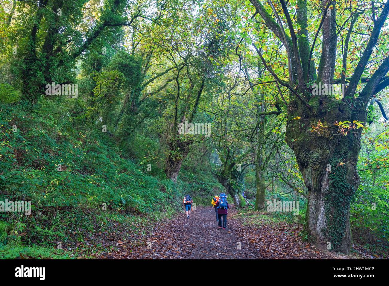 Spain, Galicia, surroundings of Sarria, hike on the Camino Franc?s ...