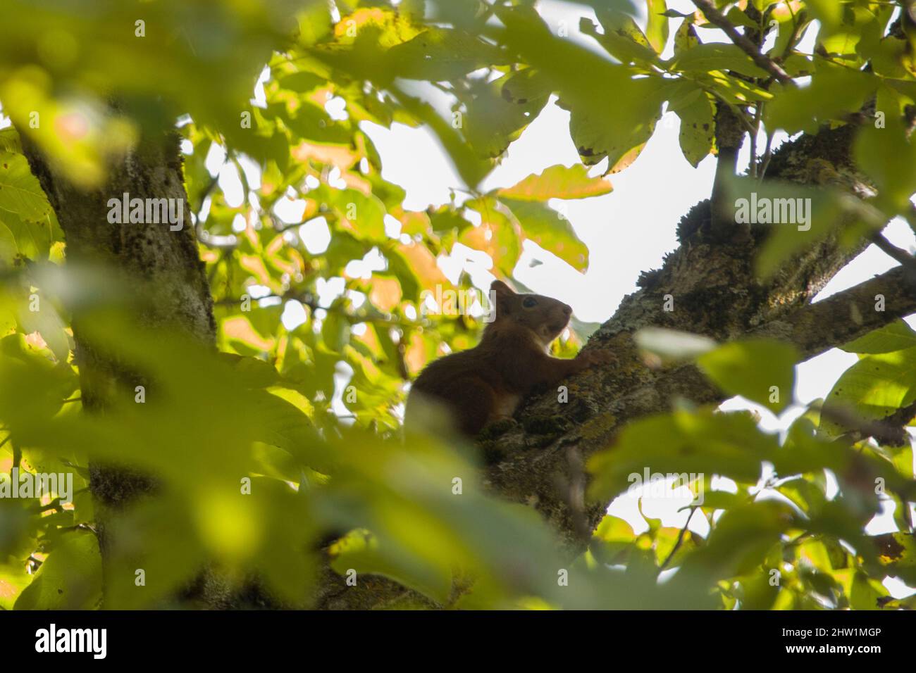 Red squirrel in a tree branch green between tree leaves Stock Photo - Alamy