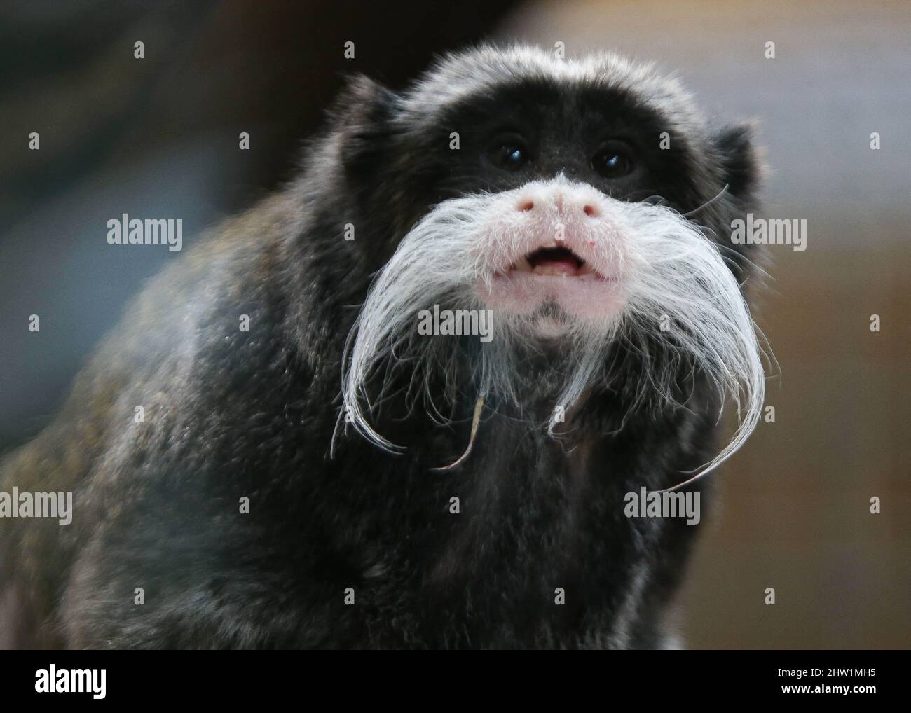 Monkey at the Beauval zoo, in Saint-Aignan, France on March 1, 2022 ...