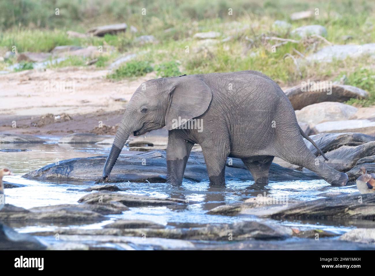 Kenya, Masai Mara National Reserve, National Park, African Savannah ...