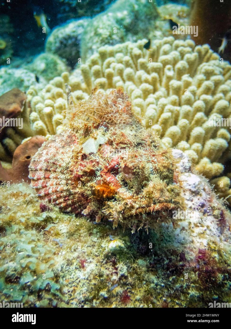 Underwater fish atlantis hi-res stock photography and images - Alamy
