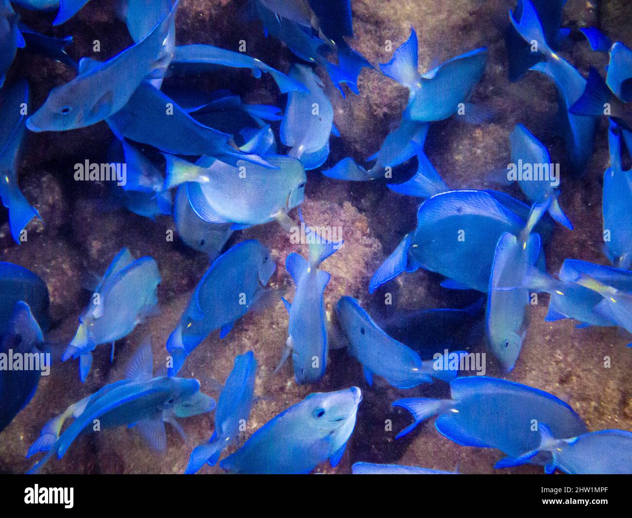 Underwater fish atlantis hi-res stock photography and images - Alamy