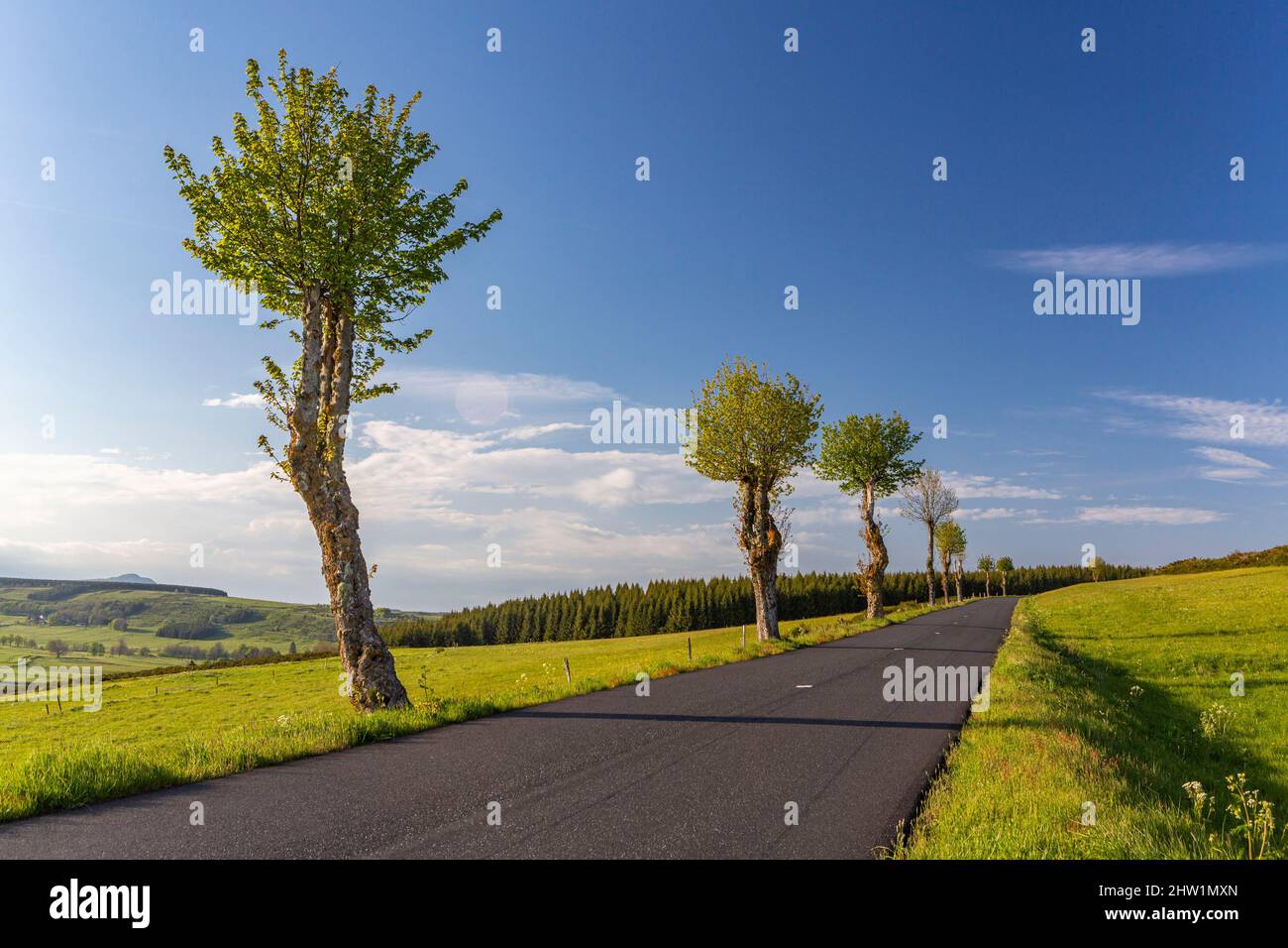 France, Ardeche, tree-lined road, Fay-sur-Lignon Stock Photo - Alamy