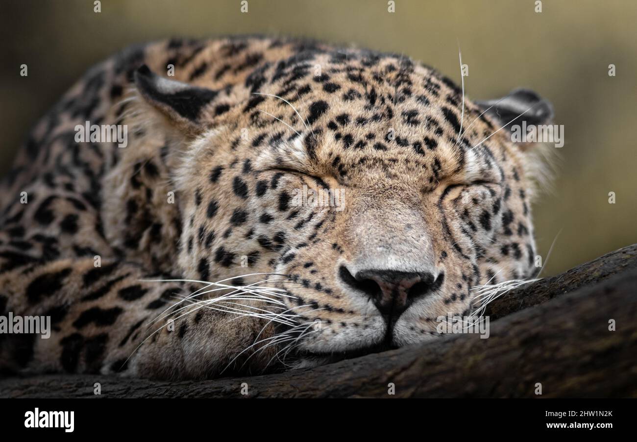 Portrait persian leopard hi-res stock photography and images - Alamy