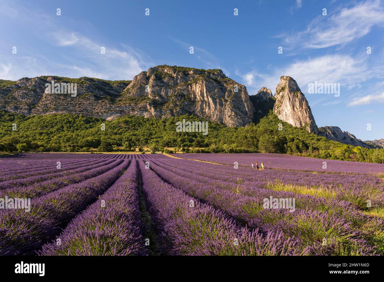 France, Drome, Saou forest and village of Saou, field of lavender Stock ...