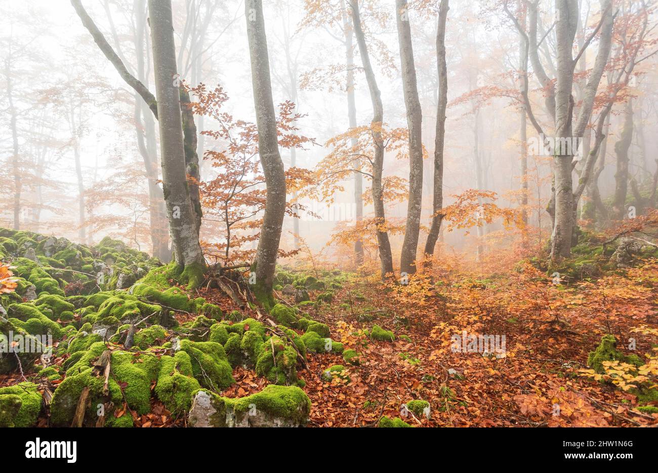 France, Drome, Vercors Regional Nature Park, Ambel forest, Ombleze ...