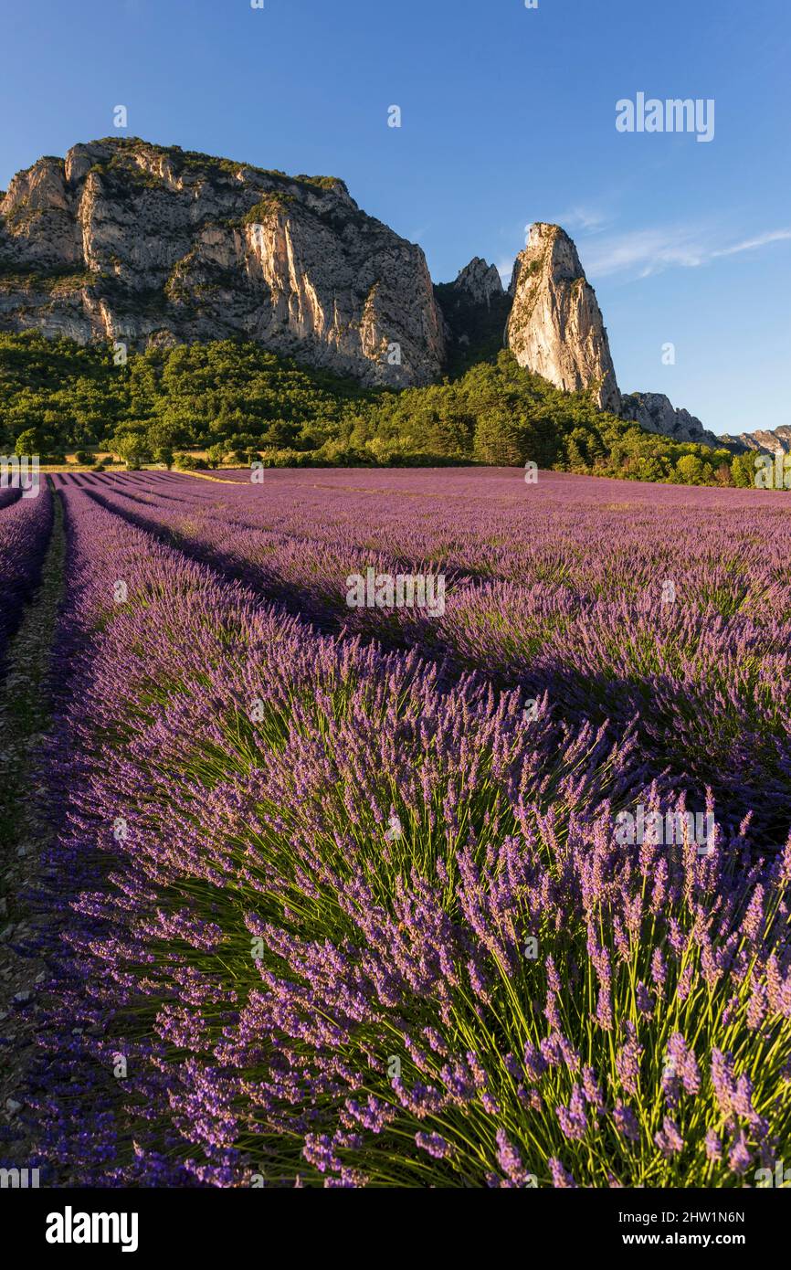 France, Drome, Saou forest and village of Saou, field of lavender Stock ...