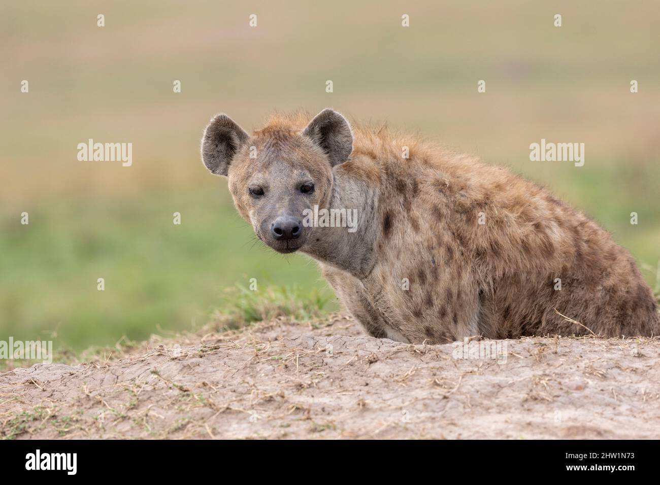 Kenya, Masai Mara National Reserve, National Park, Spotted hyena ...