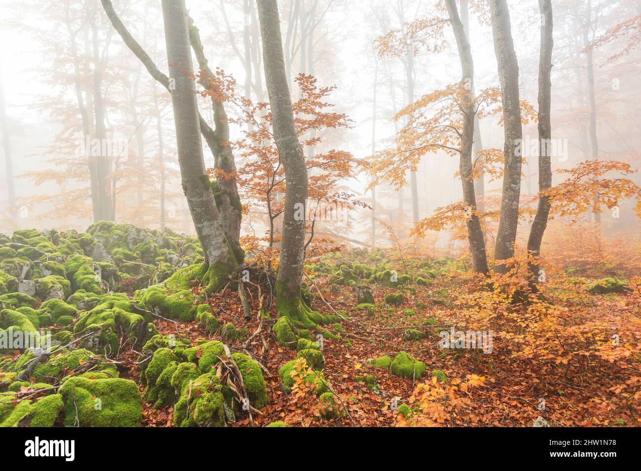 France, Drome, Vercors Regional Nature Park, Ambel forest, Ombleze ...