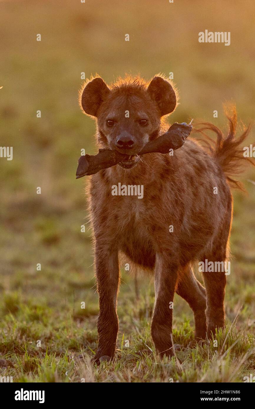 Kenya, Masai Mara National Reserve, National Park, Spotted Hyena ...