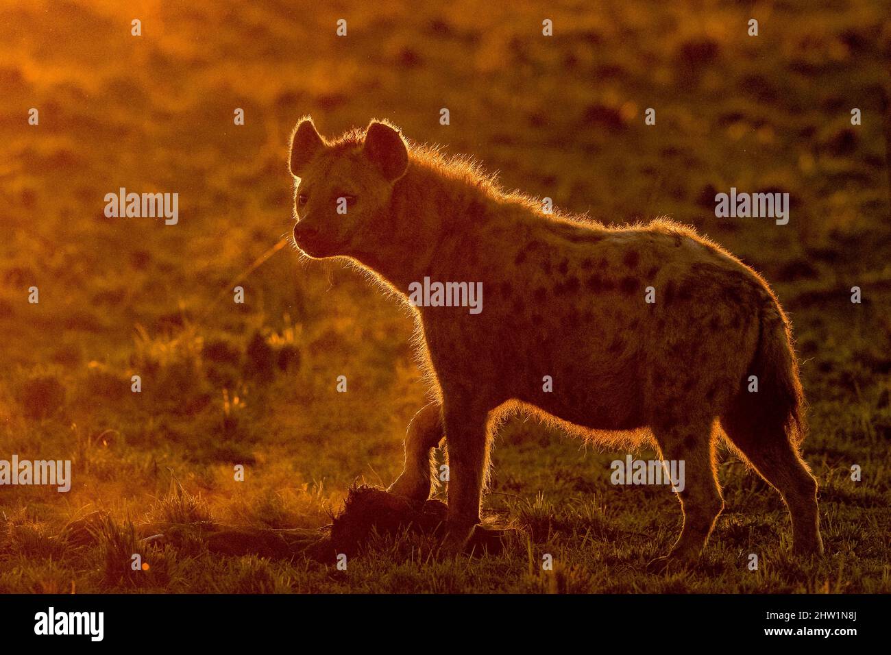 Kenya, Masai Mara National Reserve, National Park, Spotted Hyena ...