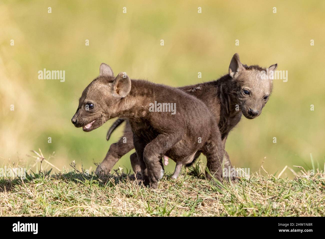 Kenya, Masai Mara National Reserve, National Park, Spotted hyena ...
